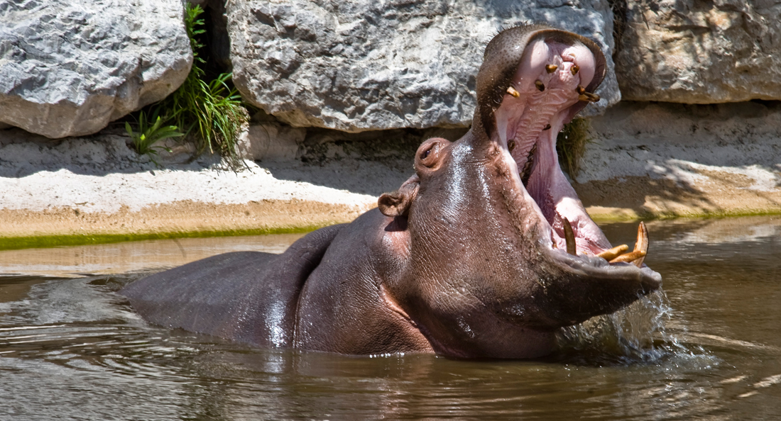 Parc Animalier de la Barben - Zoo de la Barben